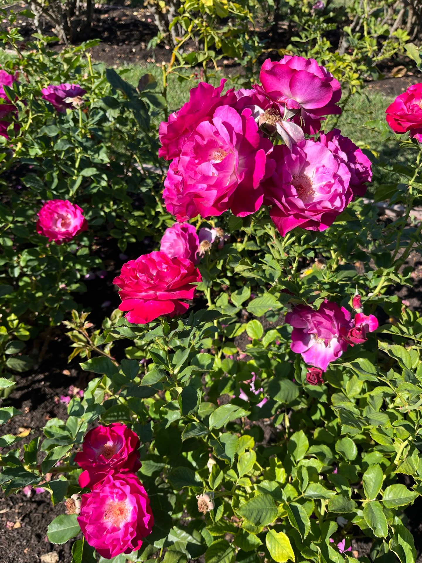 Roses in Bloom: Travel Goals California – Prisoner of Hopes
